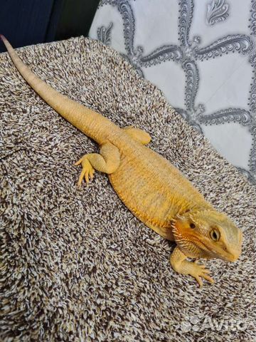 Бородатая агама