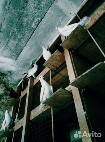 Продажа голубей