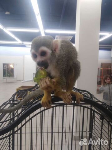 Белка дегу бесплатно