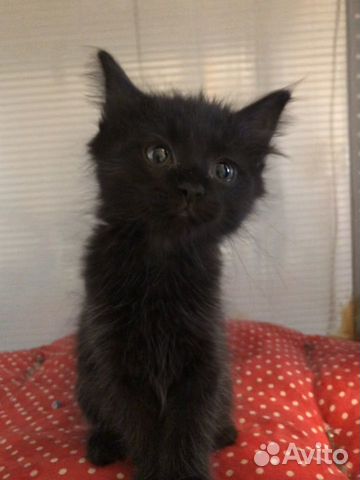Котенок Малинка