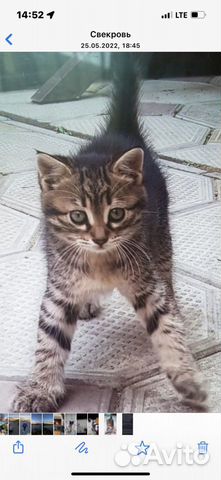 Кошечка и котеночек в добрые руки