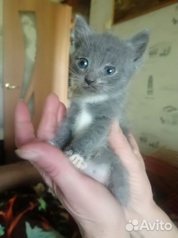Котенок-девочка,1 мес