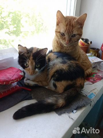 Умный, милый котик и кошечка в хорошие руки