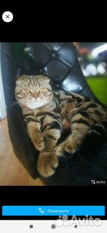 Британская вислоухая кошка