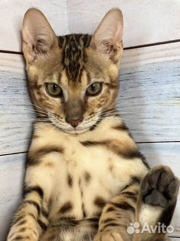Бенгальские котята