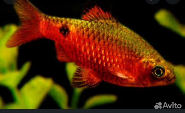 Барбус огненный