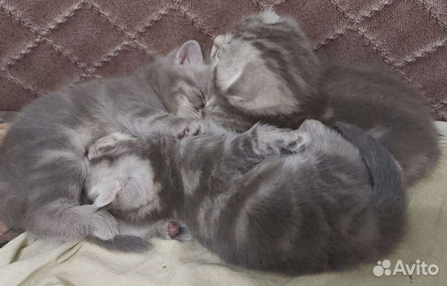 Шотландские котята