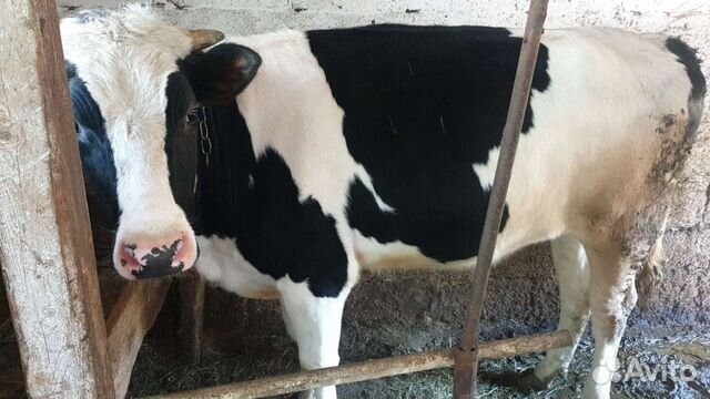 Первотелка