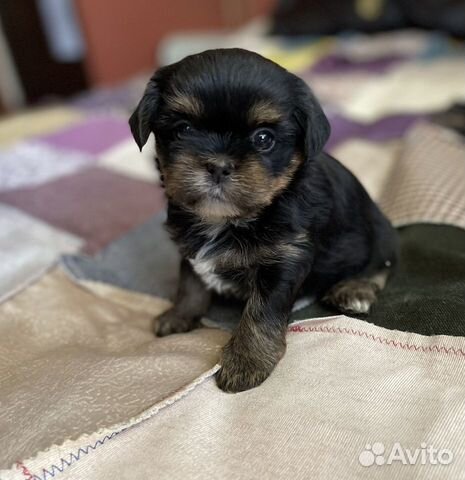 Йоркширский терьер