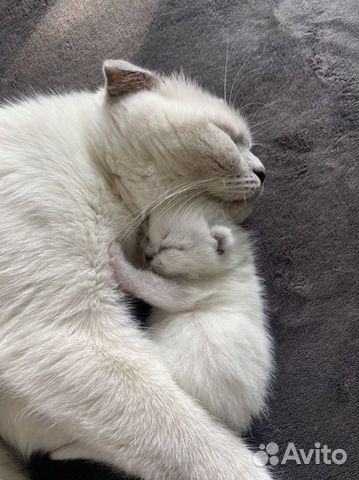 Шотландские вислоухие котята