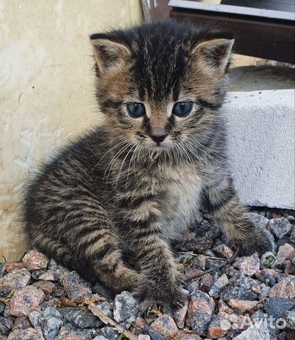 Котик кошка бесплатно