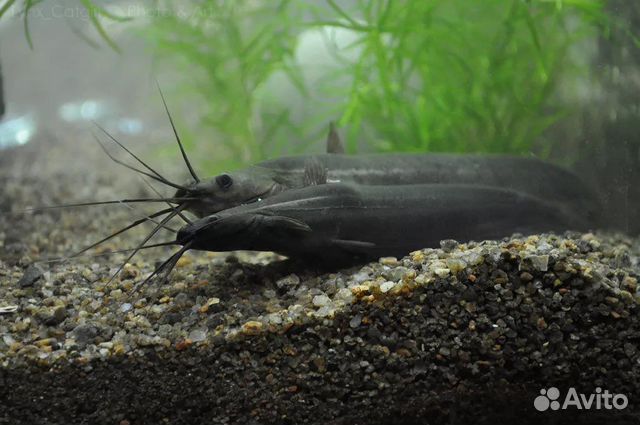 Мешкожаберный сом