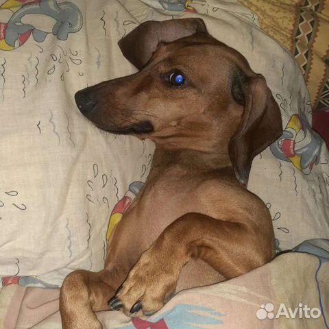 Такса бесплатно