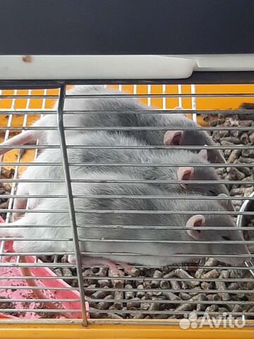 Декоративная крыса дамбо