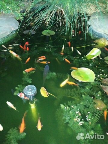 Рыбки Кометы