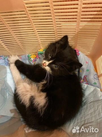 Котенок мальчик бесплатно