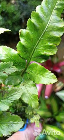 Папоротник болбитис субкордата