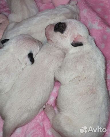 Малыши стандартного бультерьера белые