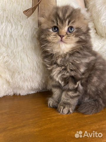 Шотладские котята