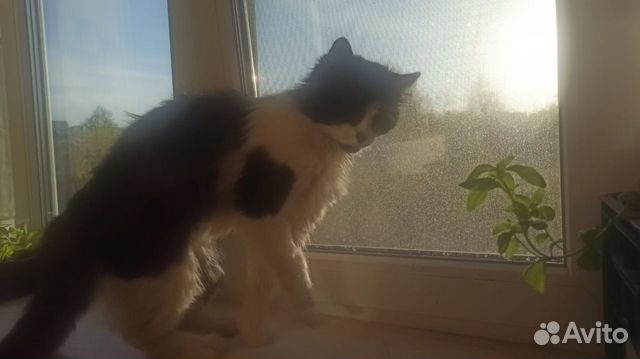 Котик Кузя