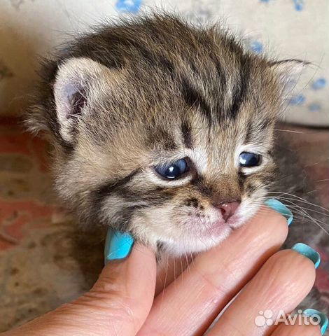 Красивые котята полосатики