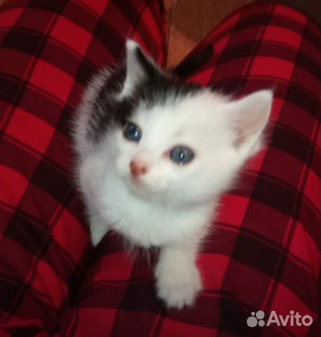 Котодевочка Ромашка