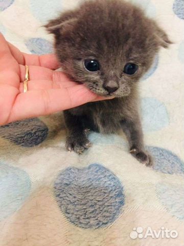 Котята в дар бесплатно