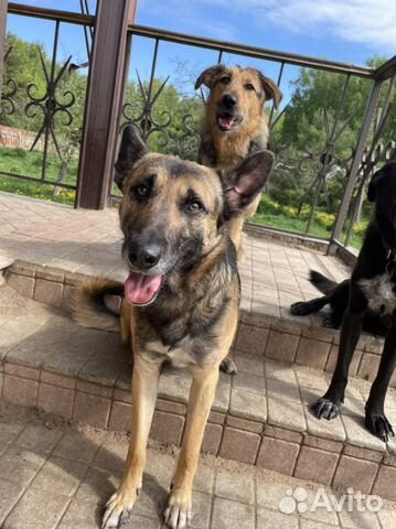 Собака Милан в добрые руки