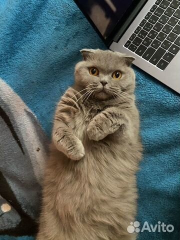 Шотландская вислоухая кошка бесплатно