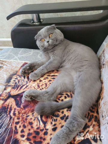 Шотландский вислойхий ищет новую семью