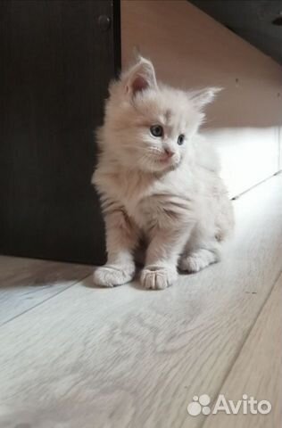 Котик мэйн кун