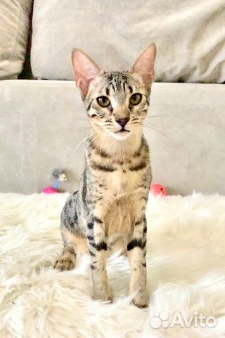 Котенок саванна