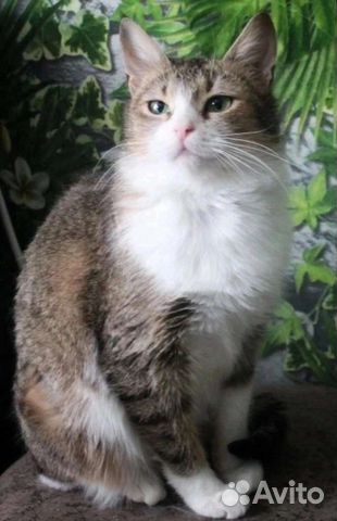 Кошке Мусе нужен дом