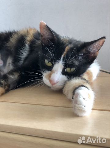 Мисс очарование Ромашка ищет дом