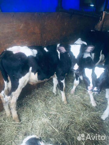 Продажа быков