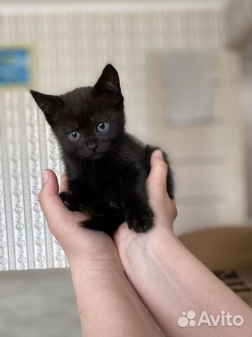 Котенок девочка