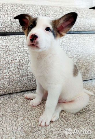 Щенок в добрые руки (см. видео)