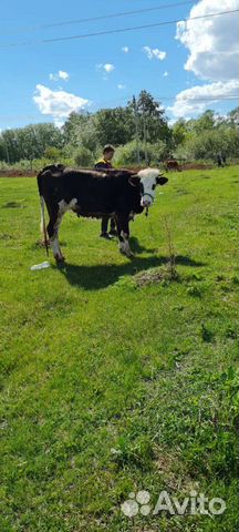 Телка голштино-симентал