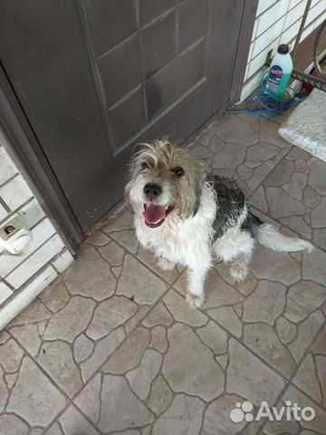 Охотник и пастух