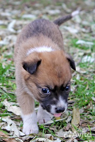 Щенок, 1.5 мес. мальчик