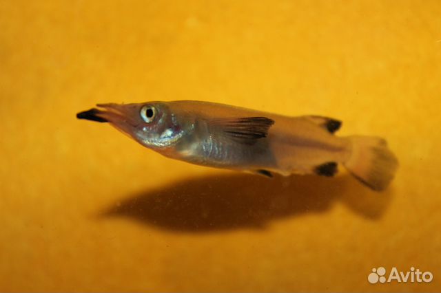Nomorarhamphus celebensis