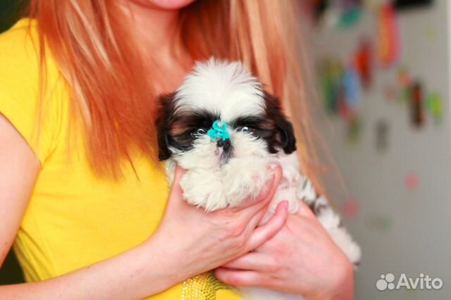 Мальчик ши-тцу