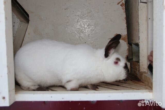 Продается кролик. Самец-производитель