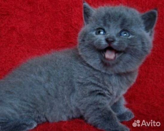 Котята британские