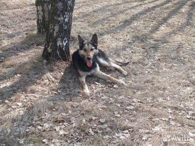 Миниовчарочка из приюта