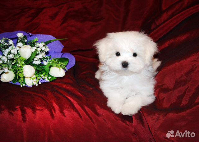 Белоснежное чудо