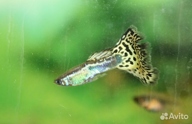 Мальки гуппи 2-3 мес. бесплатно