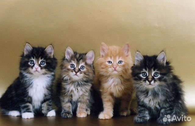 Сибирские котята разных цветов