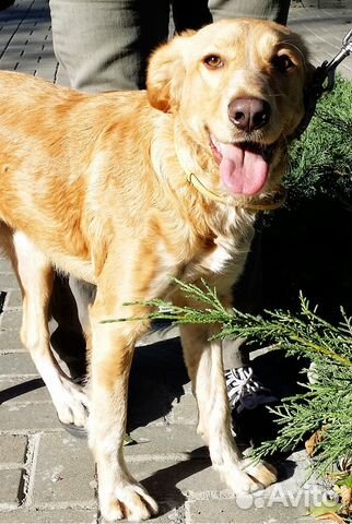 Ищет дом щенок Дина