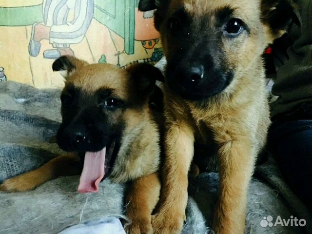 Щенки-солнышки в добрые руки